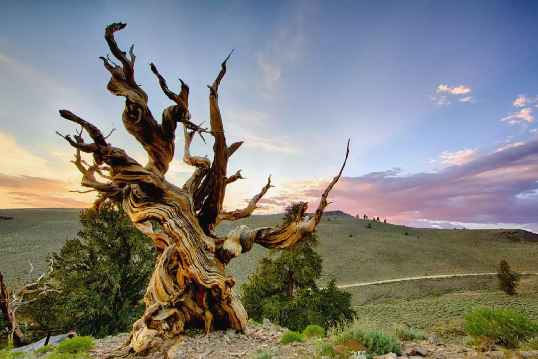 10 Fascinating Facts About Trees - Adventure Geek